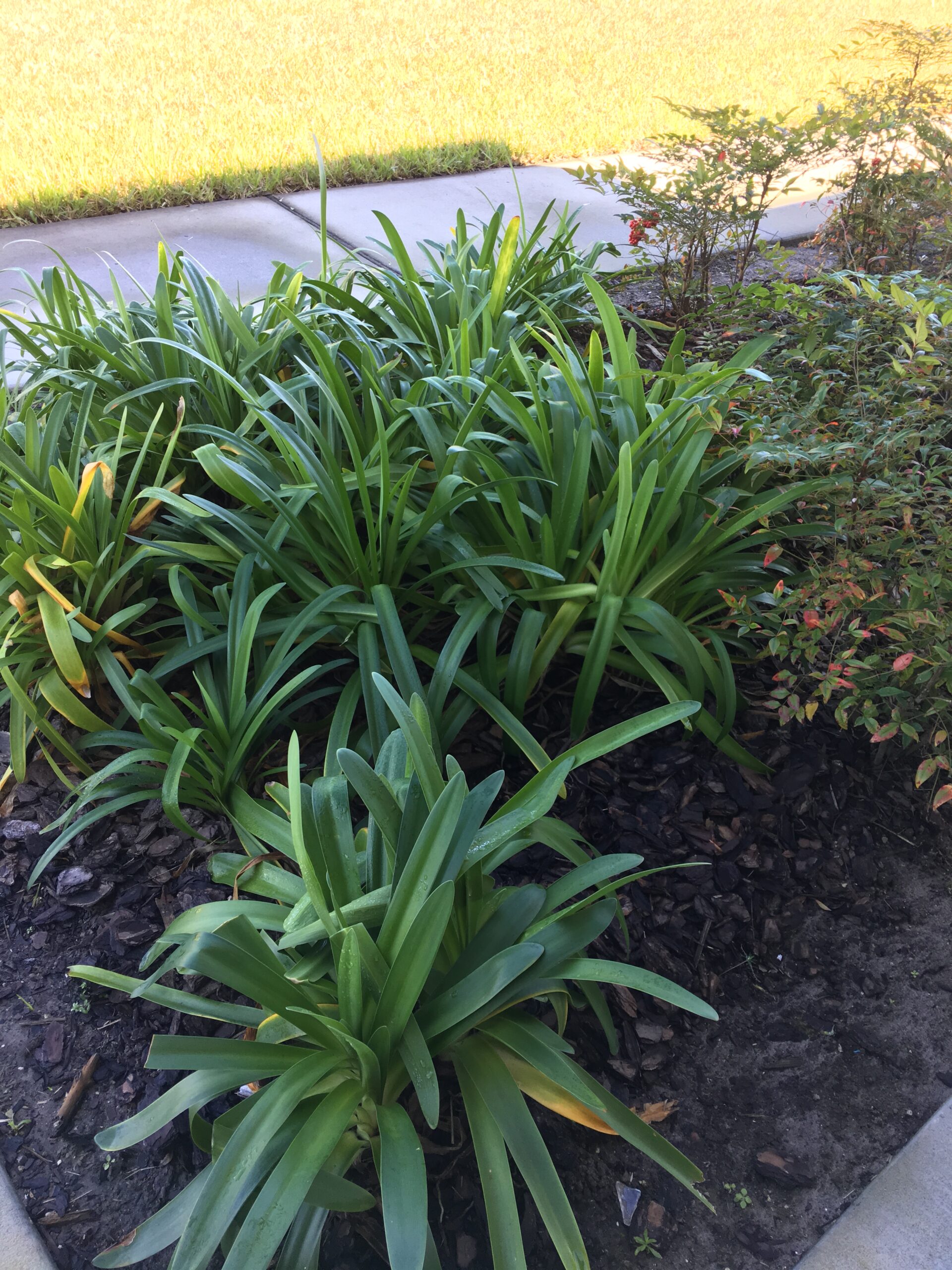 Agapanthus Africanus – Tree Farm & Nursery