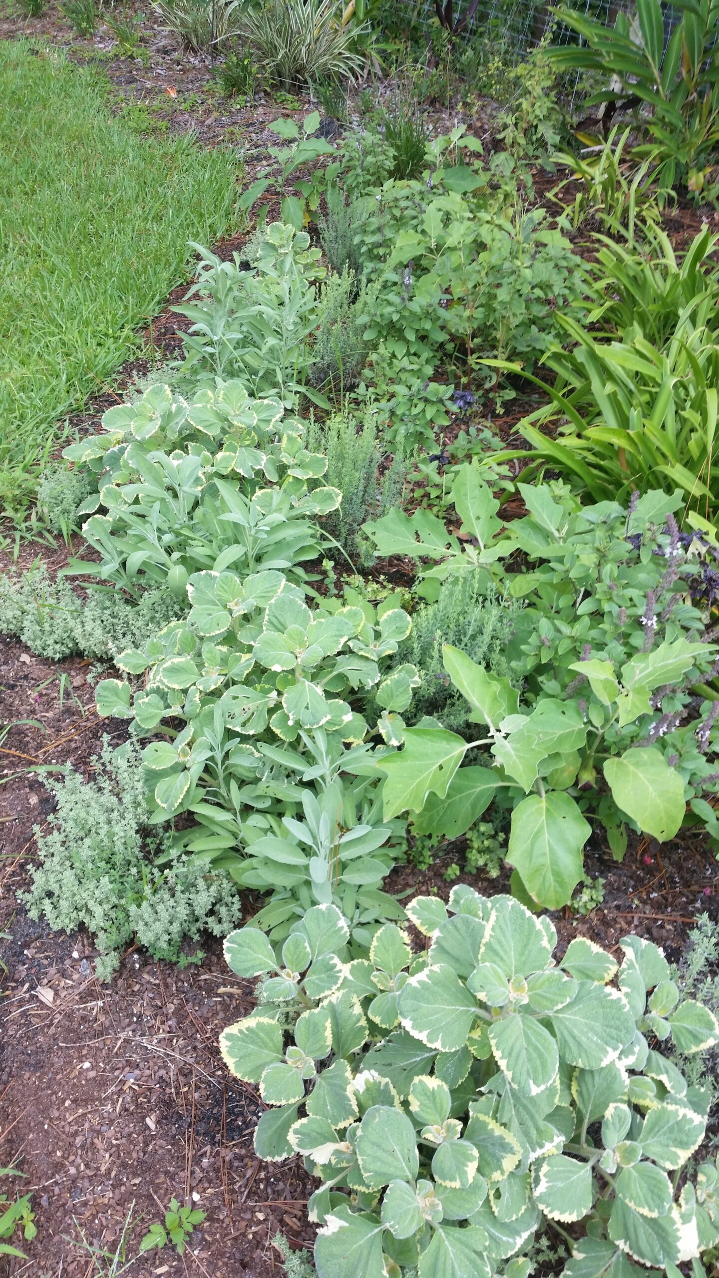 Growing Your Own Fruit and Vegetable Harvest for Northeast Florida ...