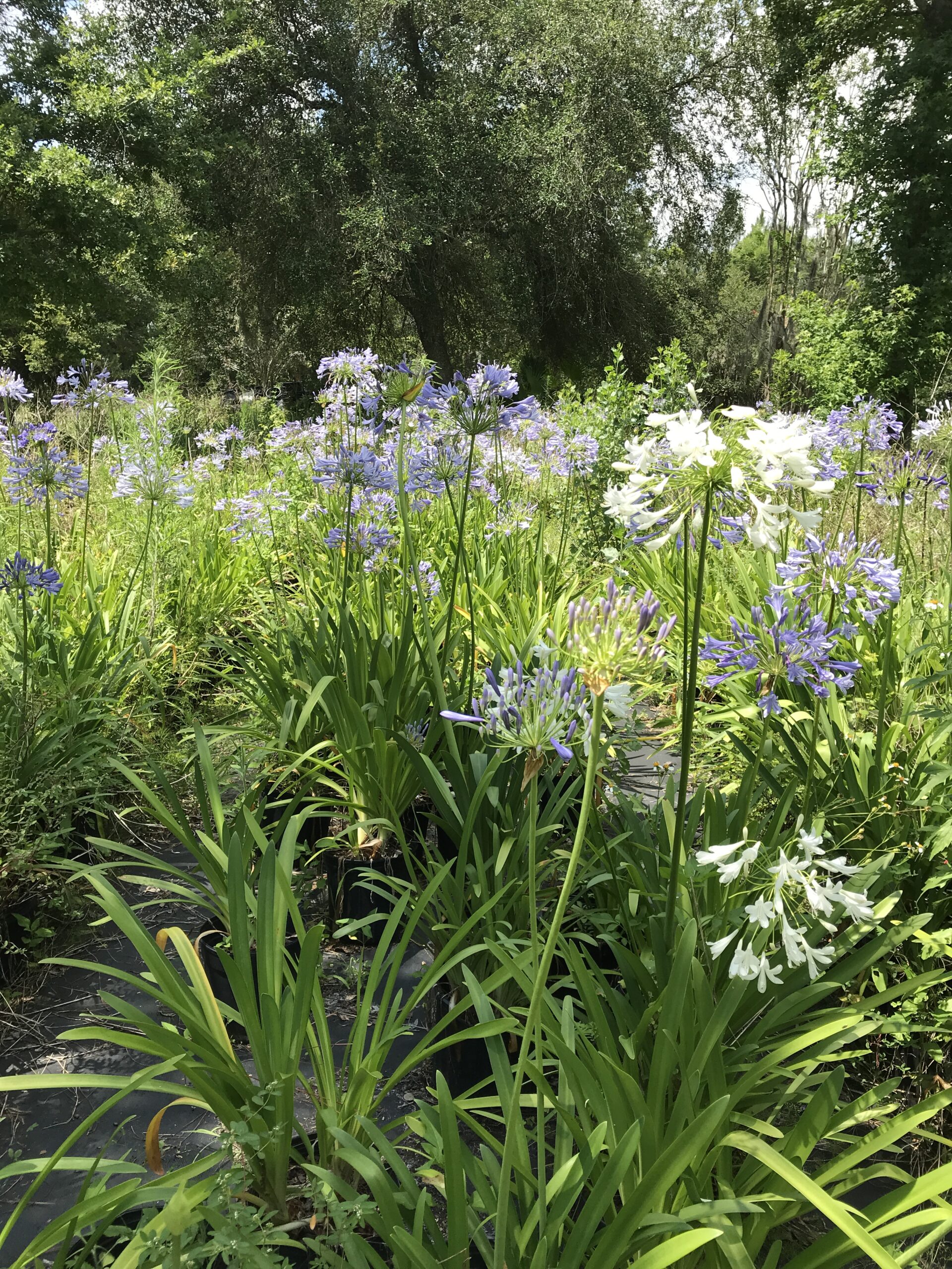 Agapanthus Africanus – Tree Farm & Nursery