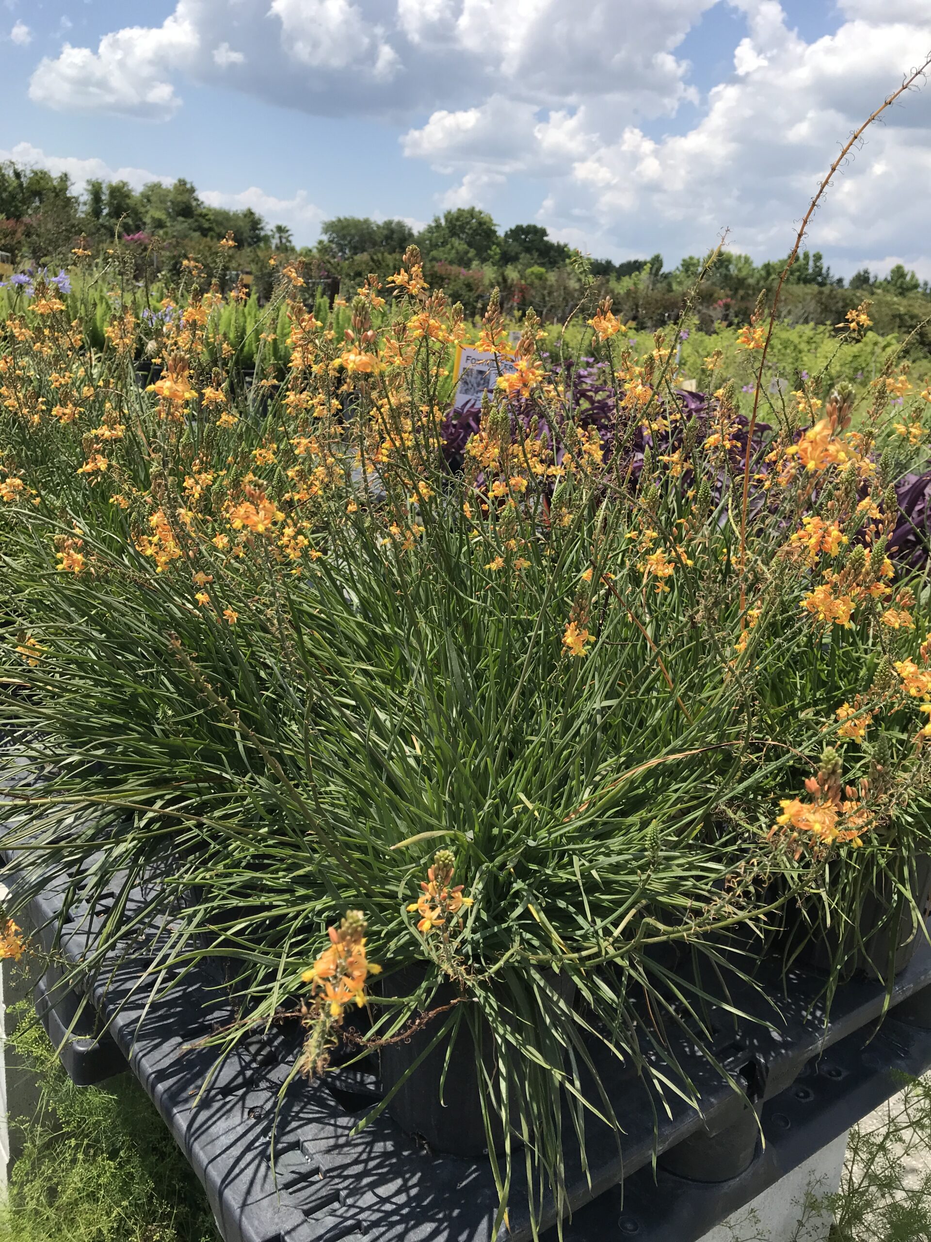 Bulbine Frutescens Orange Bicolor – Tree Farm & Nursery