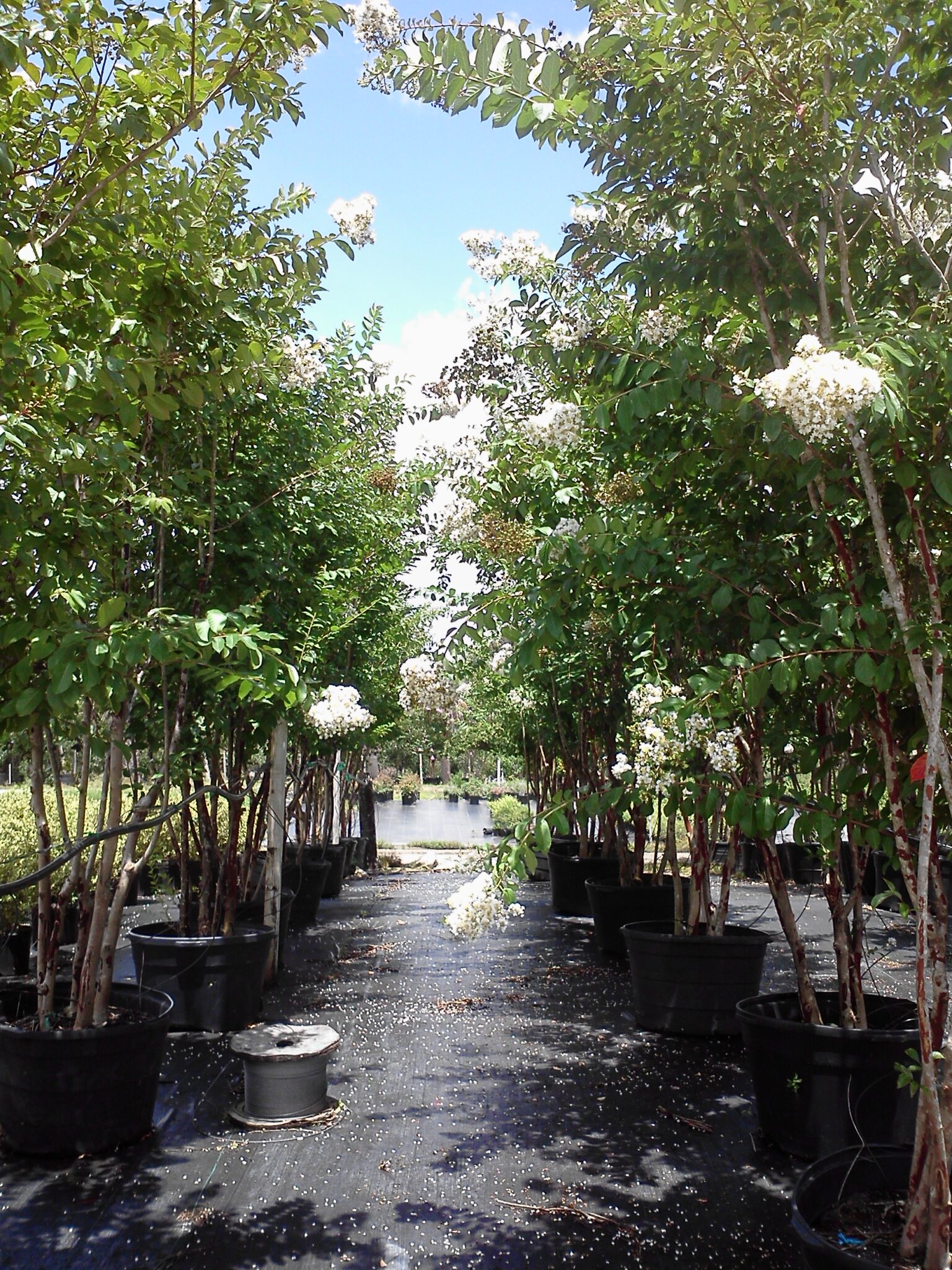 Northeast Florida S & J Tree Farm & Nursery