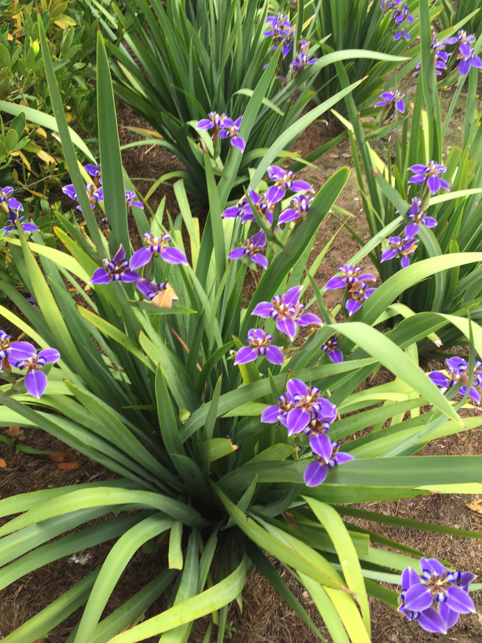 Iris, Giant Apostle ‘Regina’ – Tree Farm & Nursery