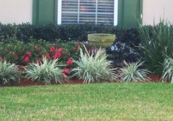 Aztec Grass – Tree Farm & Nursery