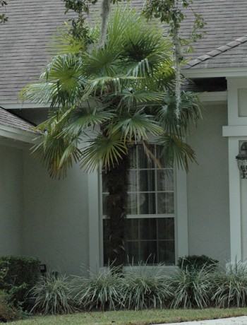 Aztec Grass – Tree Farm & Nursery