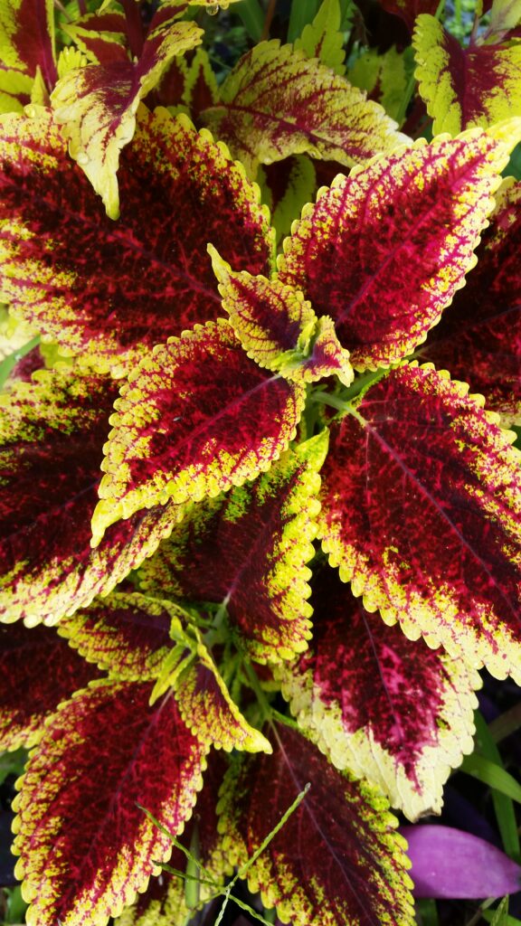 Coleus Varieties – Tree Farm & Nursery