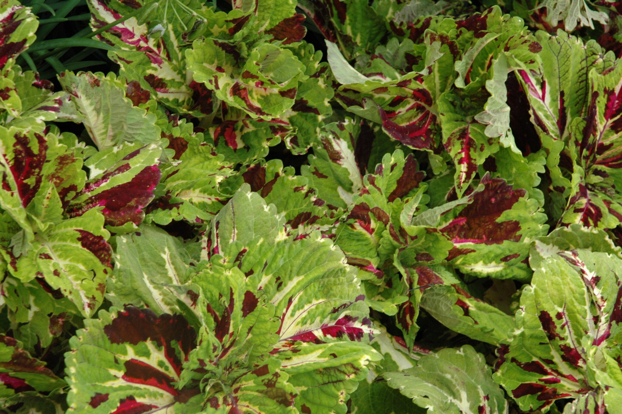 Coleus Varieties – Tree Farm & Nursery