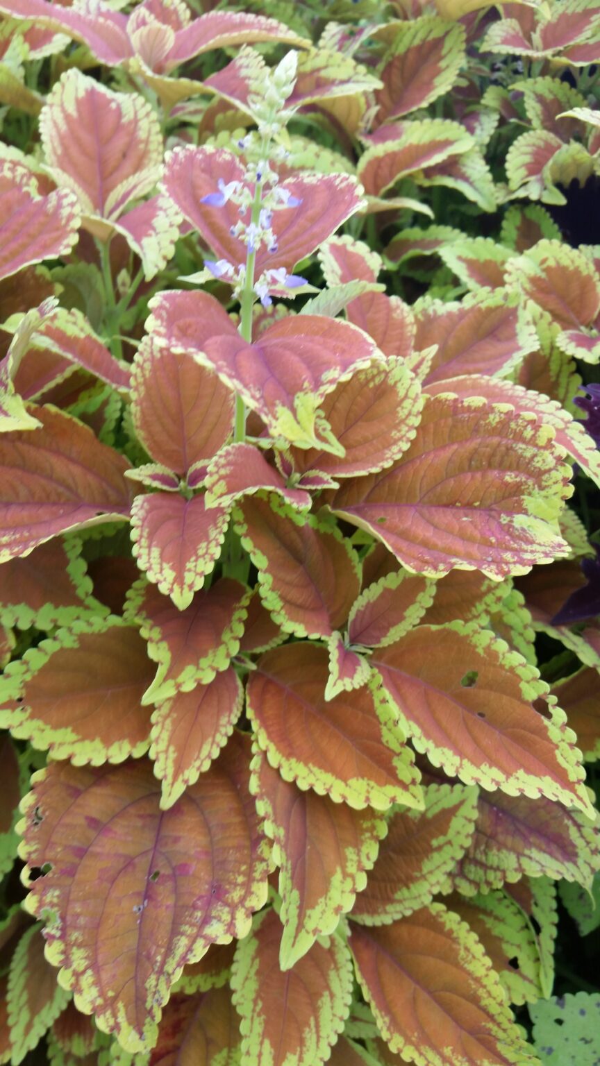 Coleus Varieties – Tree Farm & Nursery
