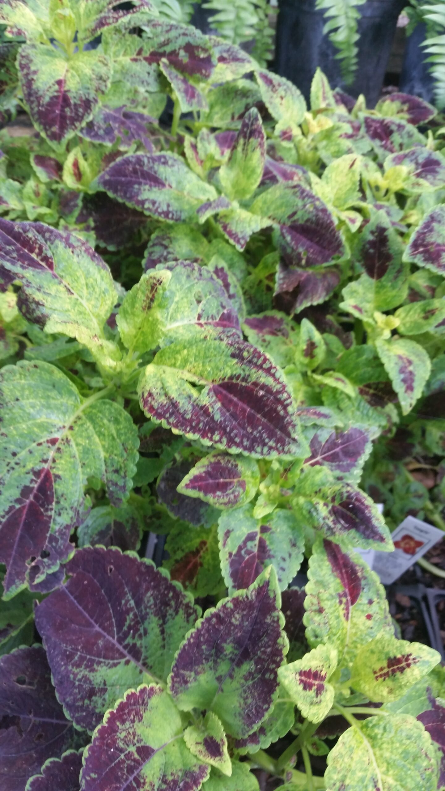 Coleus Varieties – Tree Farm & Nursery