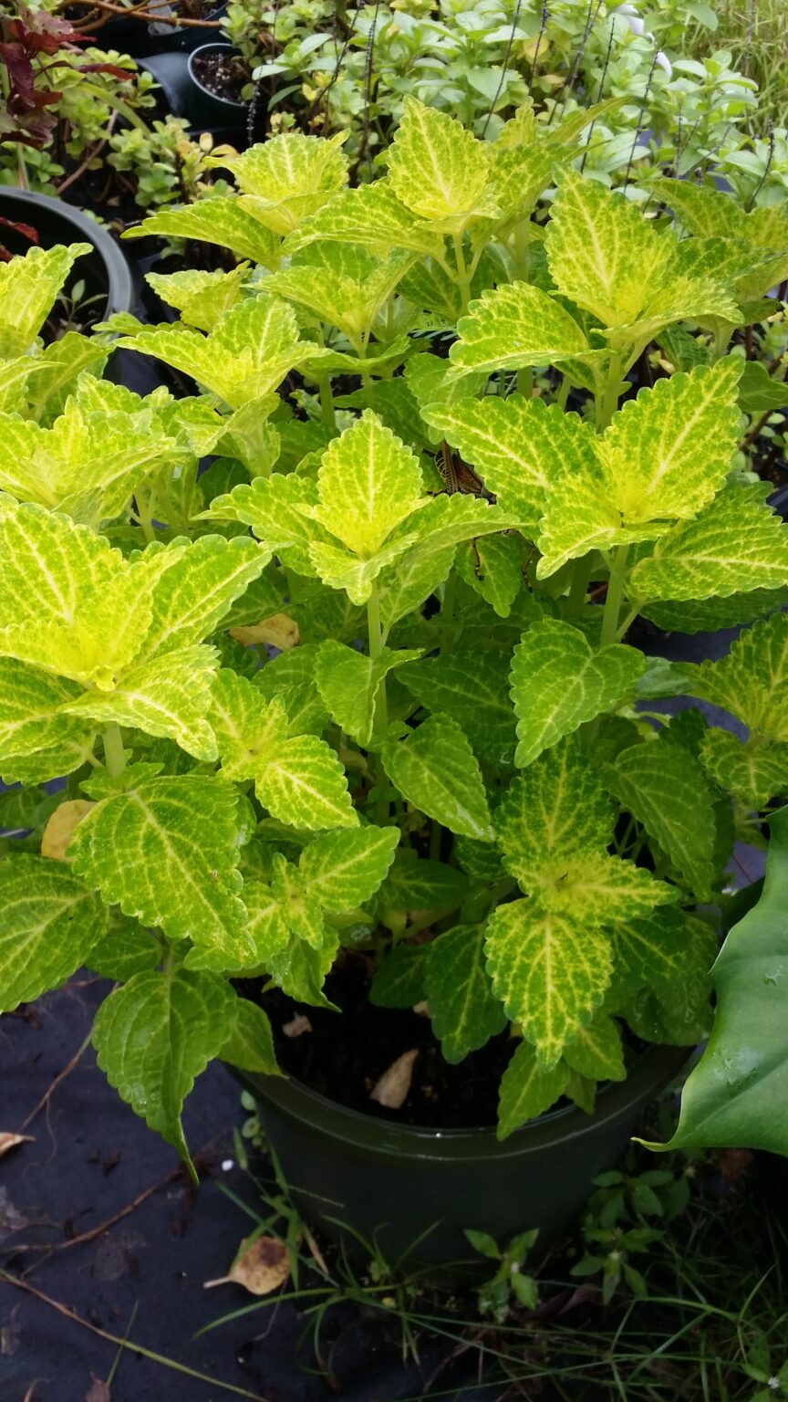 Coleus Varieties – Tree Farm & Nursery
