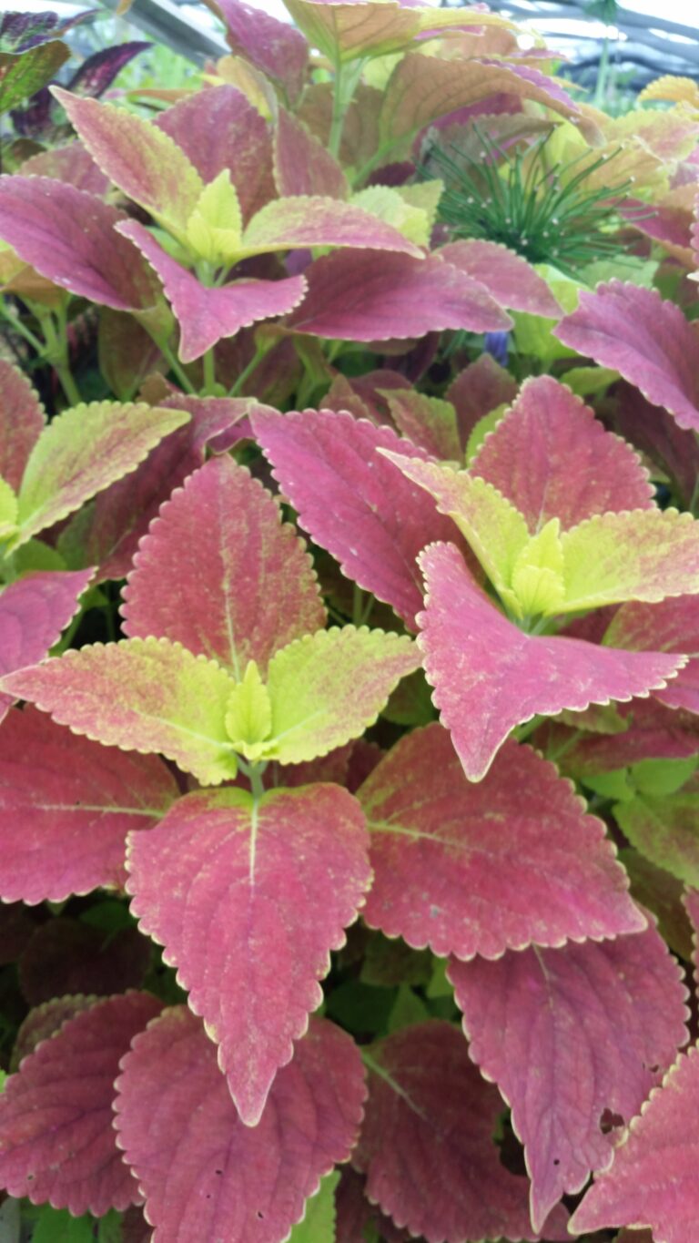 Coleus Varieties – Tree Farm & Nursery