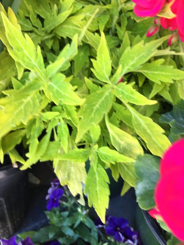 Coleus Varieties – Tree Farm & Nursery