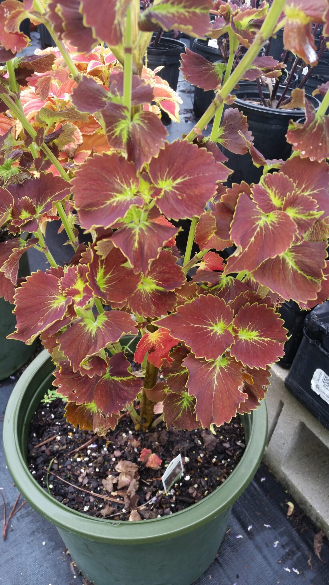 Coleus Varieties – Tree Farm & Nursery