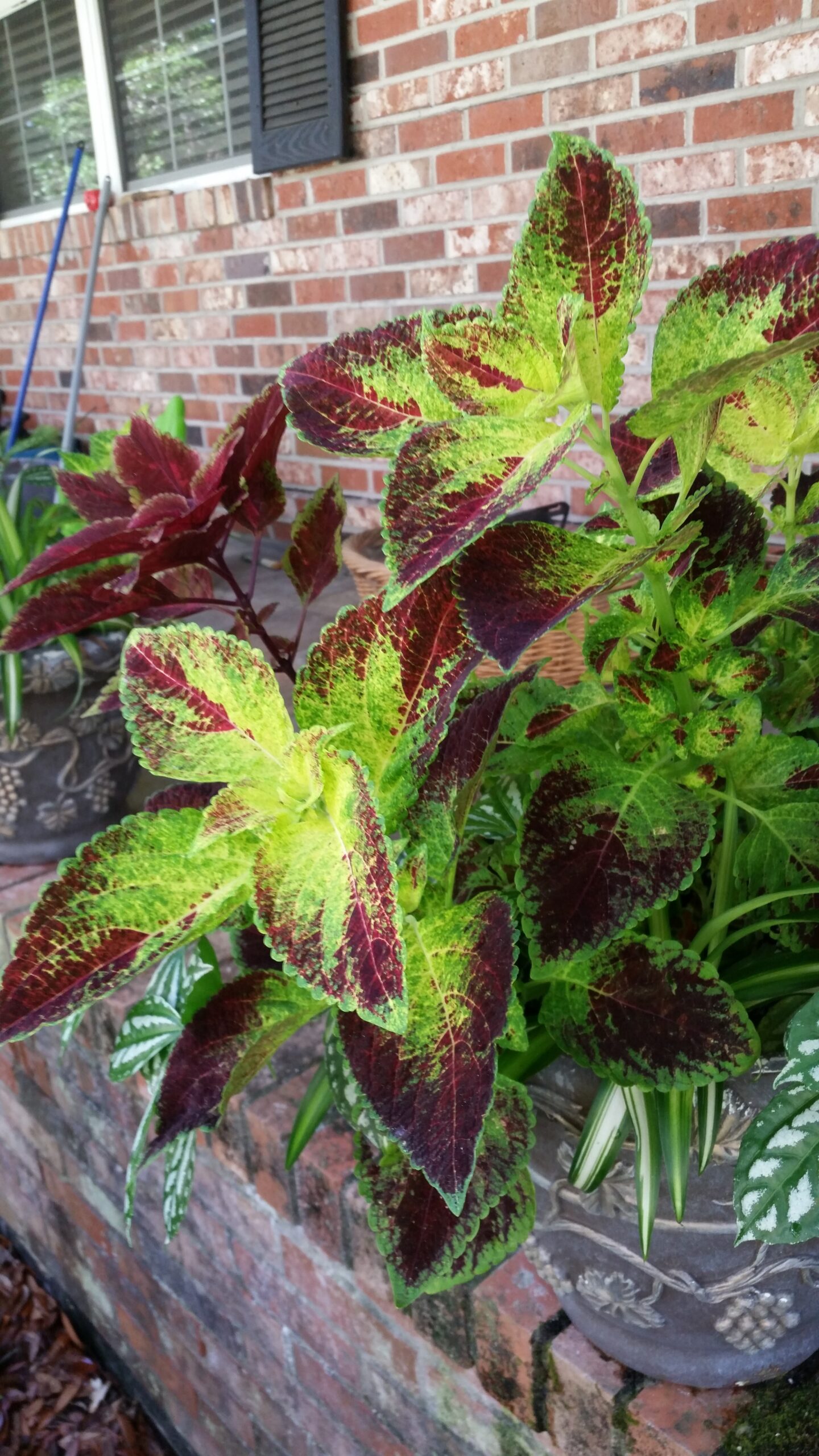 Coleus Varieties – Tree Farm & Nursery