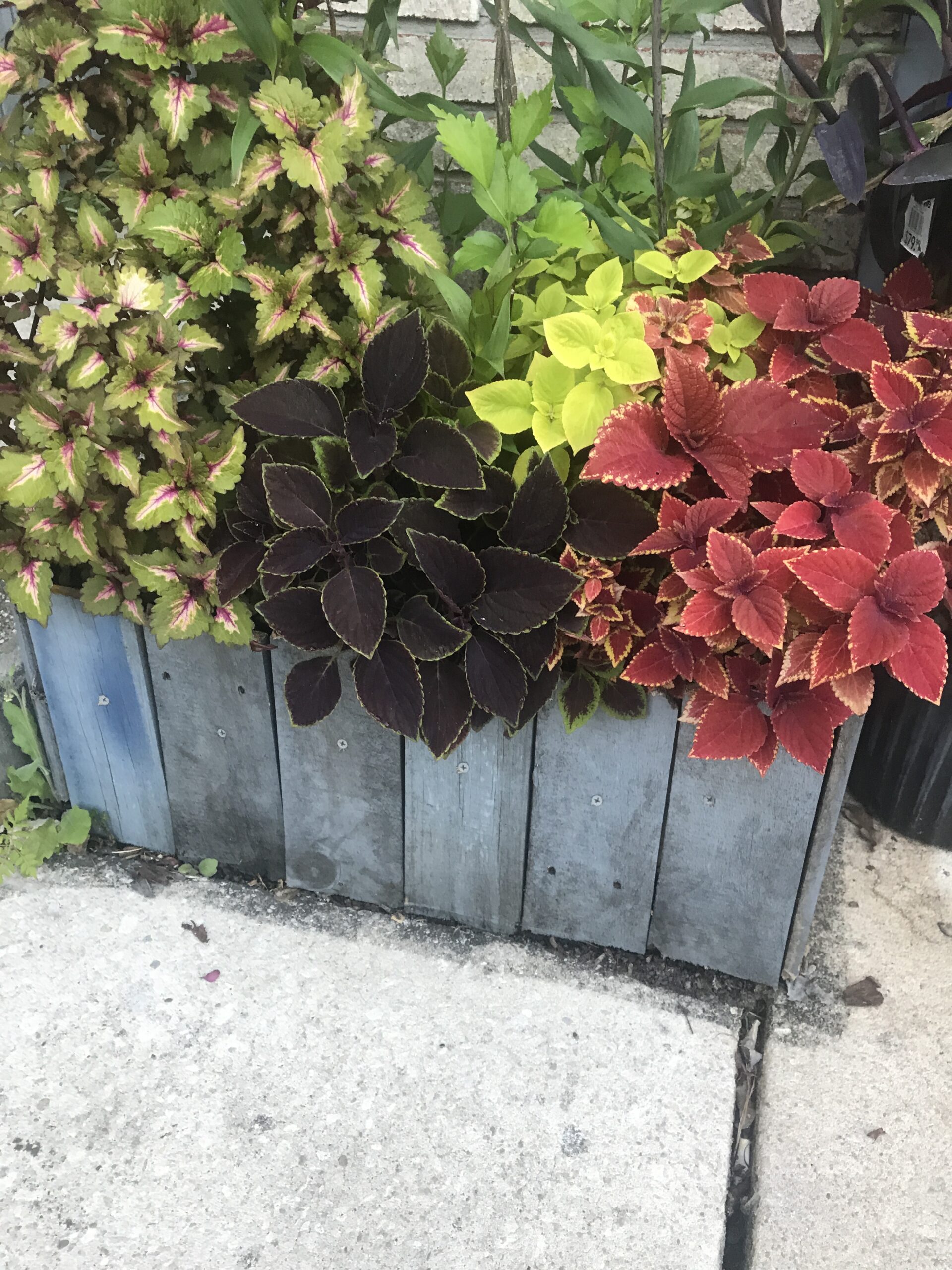 Coleus – Tree Farm & Nursery