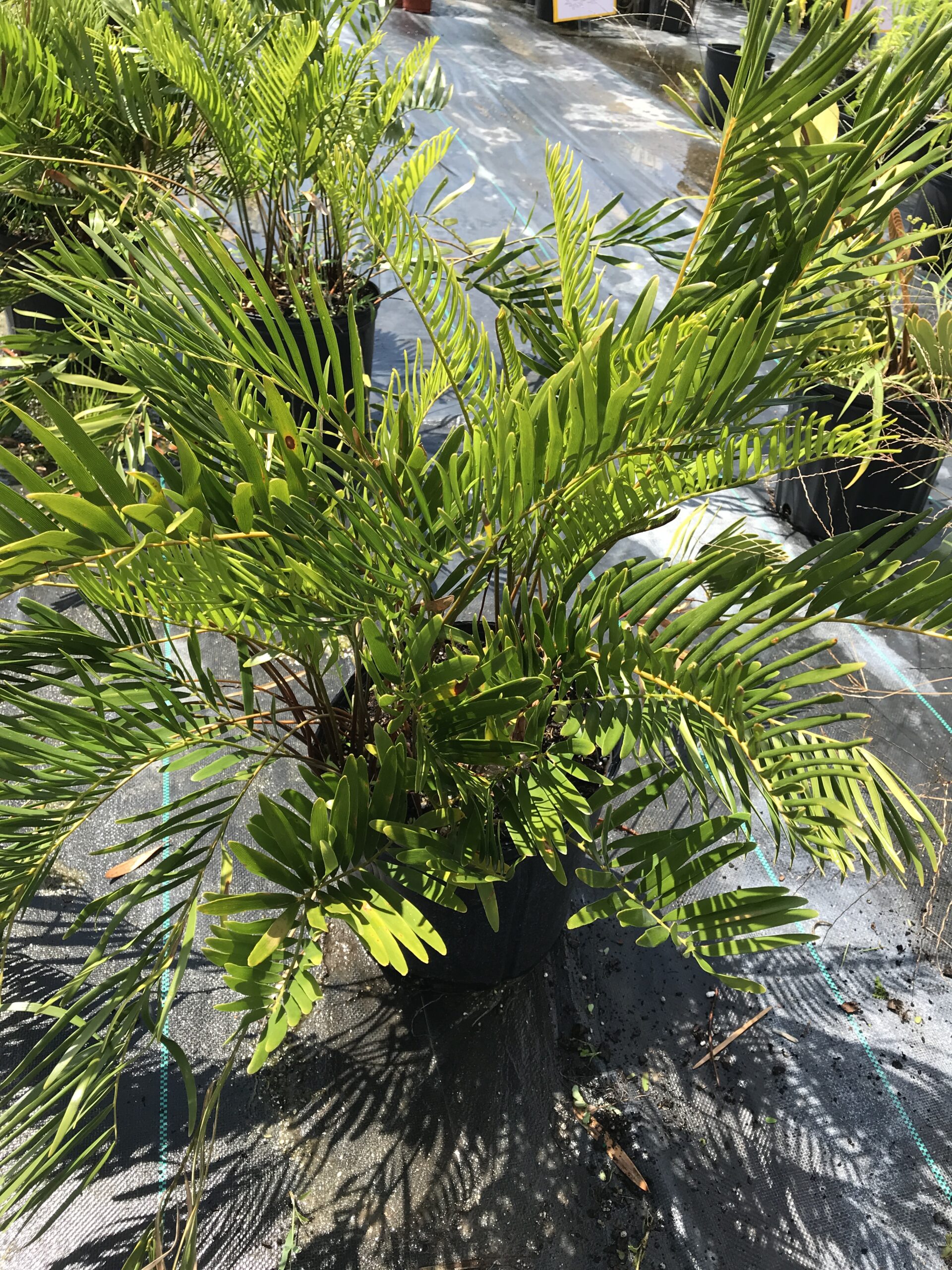 Coontie Palm – Tree Farm & Nursery