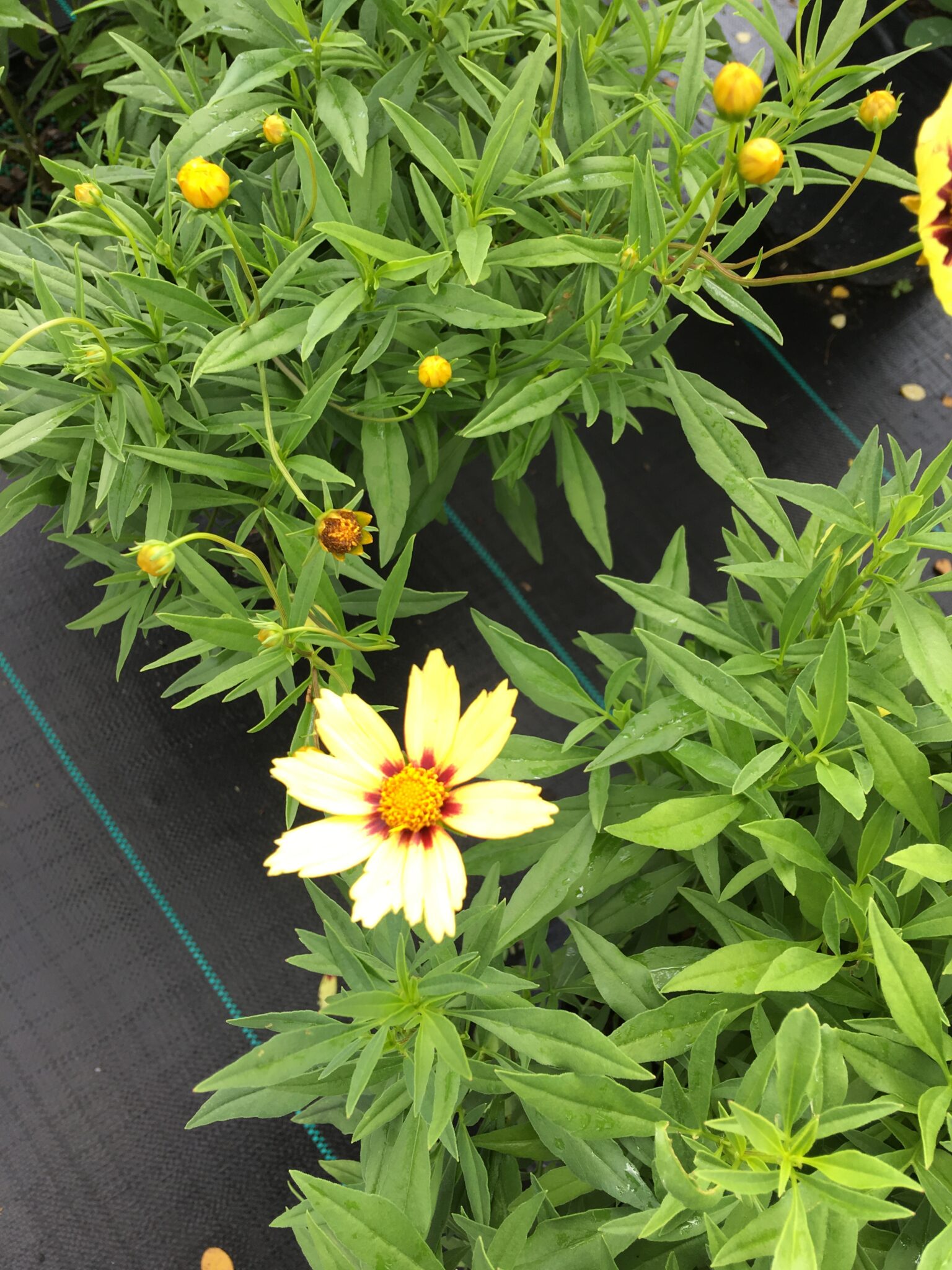 Coreopsis – Tree Farm & Nursery