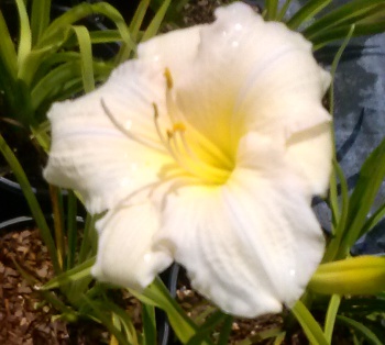 Daylily, Holy Spirit – Tree Farm & Nursery