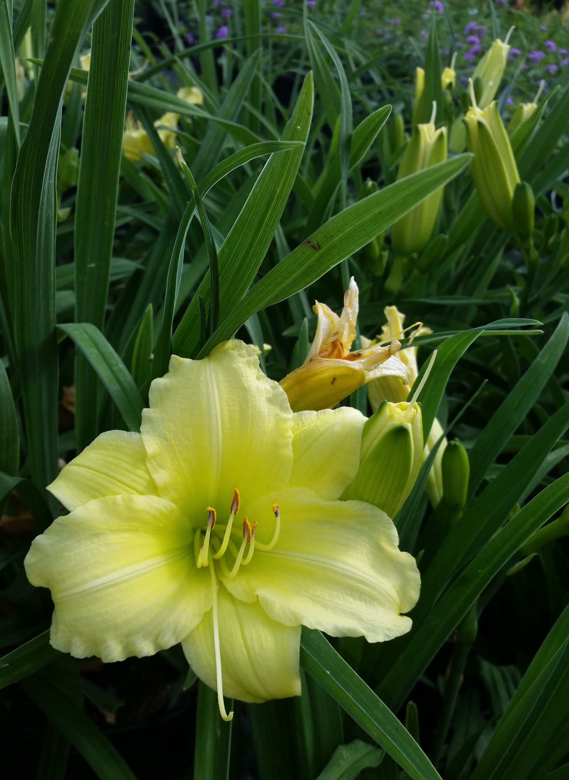 Daylily, Miss June – Tree Farm & Nursery