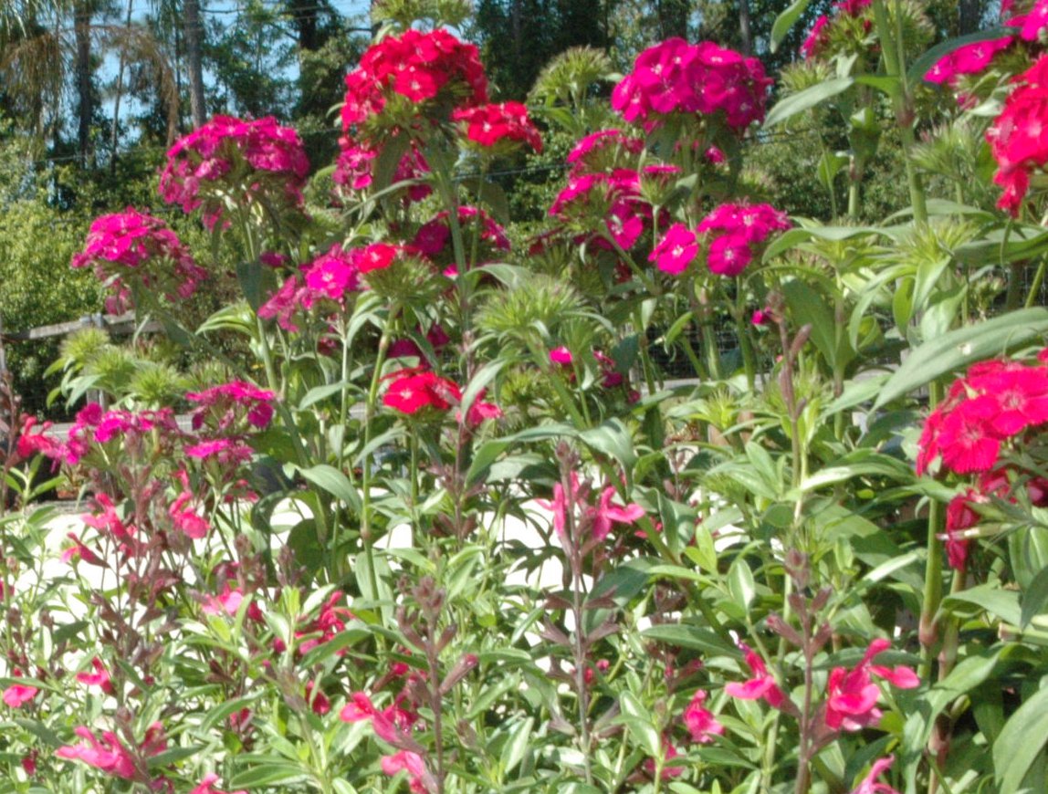 Dianthus Amazon Neon Duo – Tree Farm & Nursery