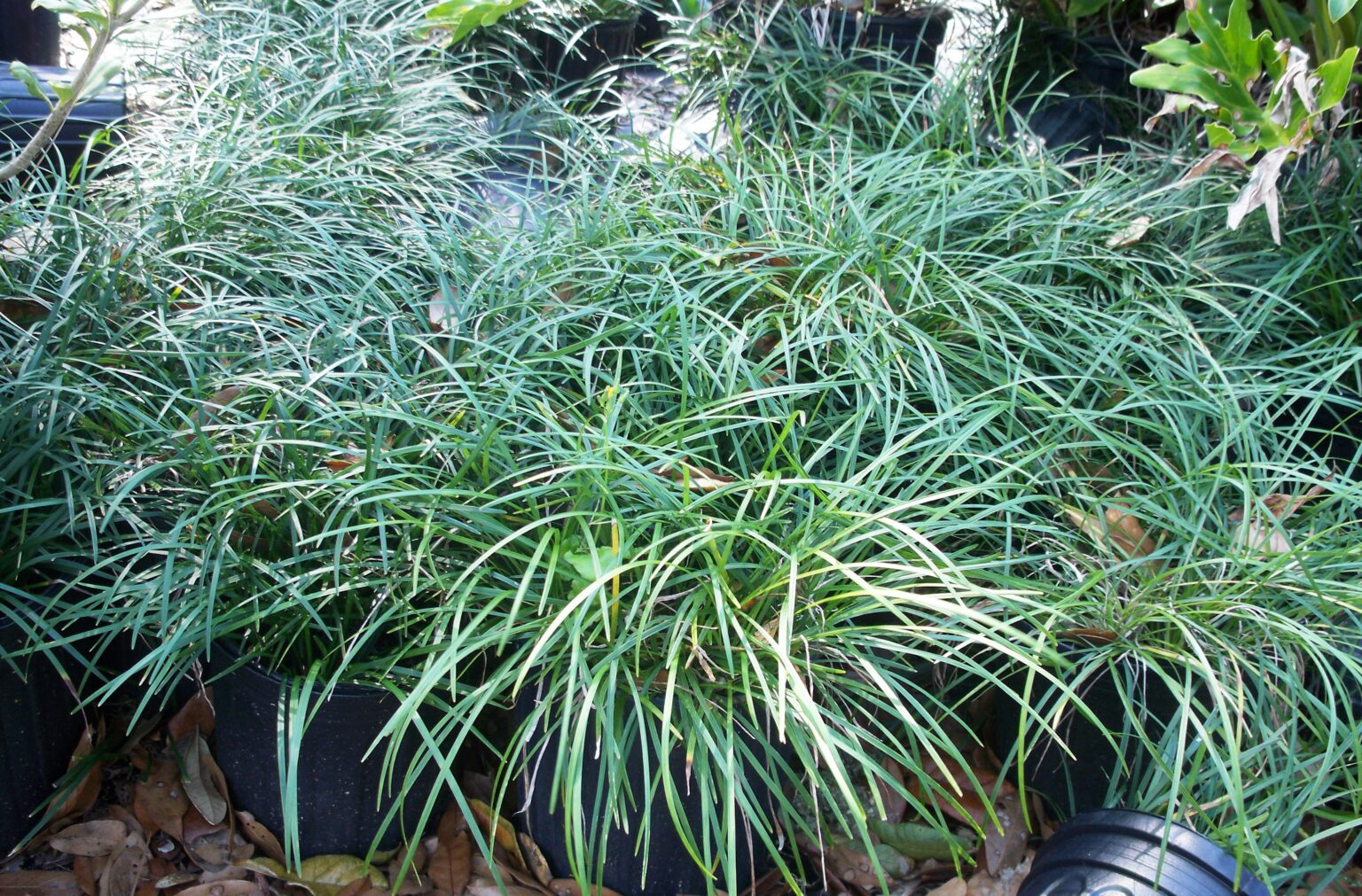 Mondo Grass / Monkey Grass – Tree Farm & Nursery