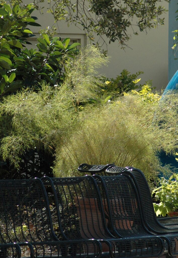 Bamboo Muhly Grass – Tree Farm & Nursery