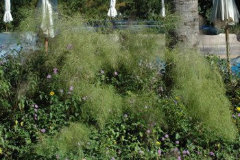 Bamboo Muhly Grass – Tree Farm & Nursery