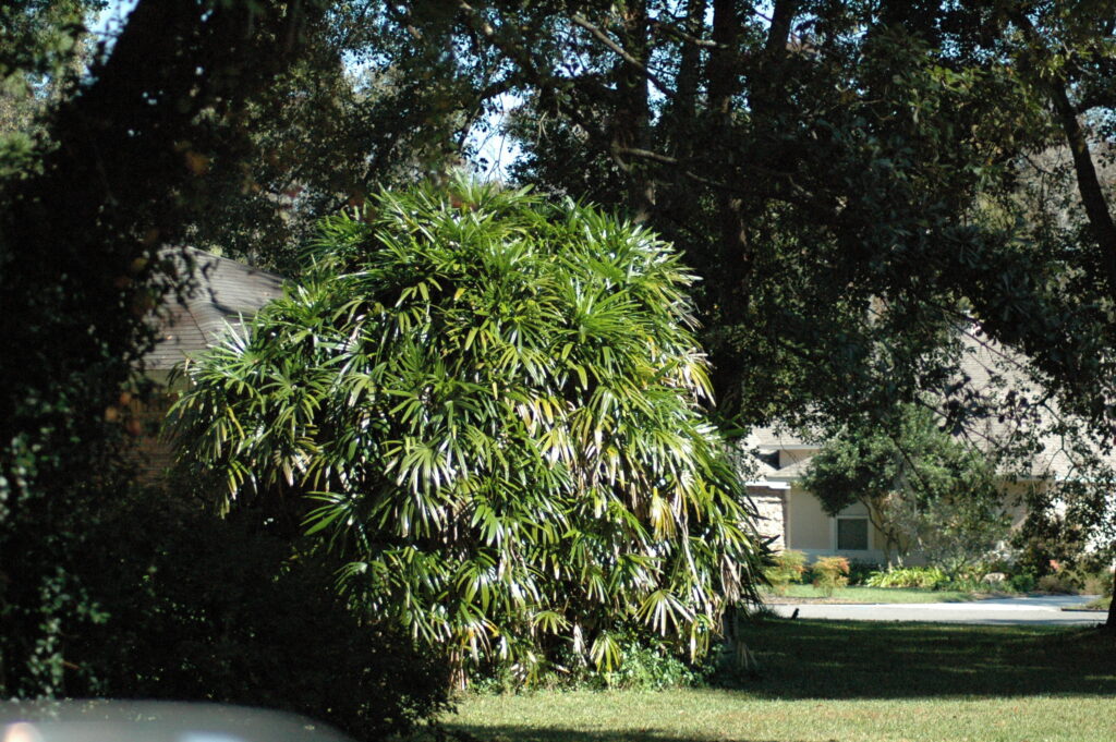 Palms for Shaded Areas – Tree Farm & Nursery