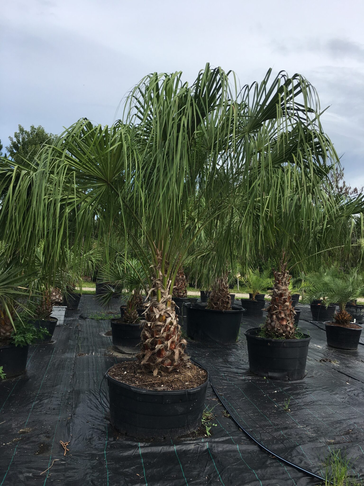 Palms for Moist Soils – Tree Farm & Nursery