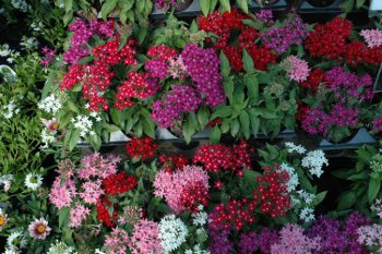 Pentas Graffiti Mixed Hybrids – Tree Farm & Nursery