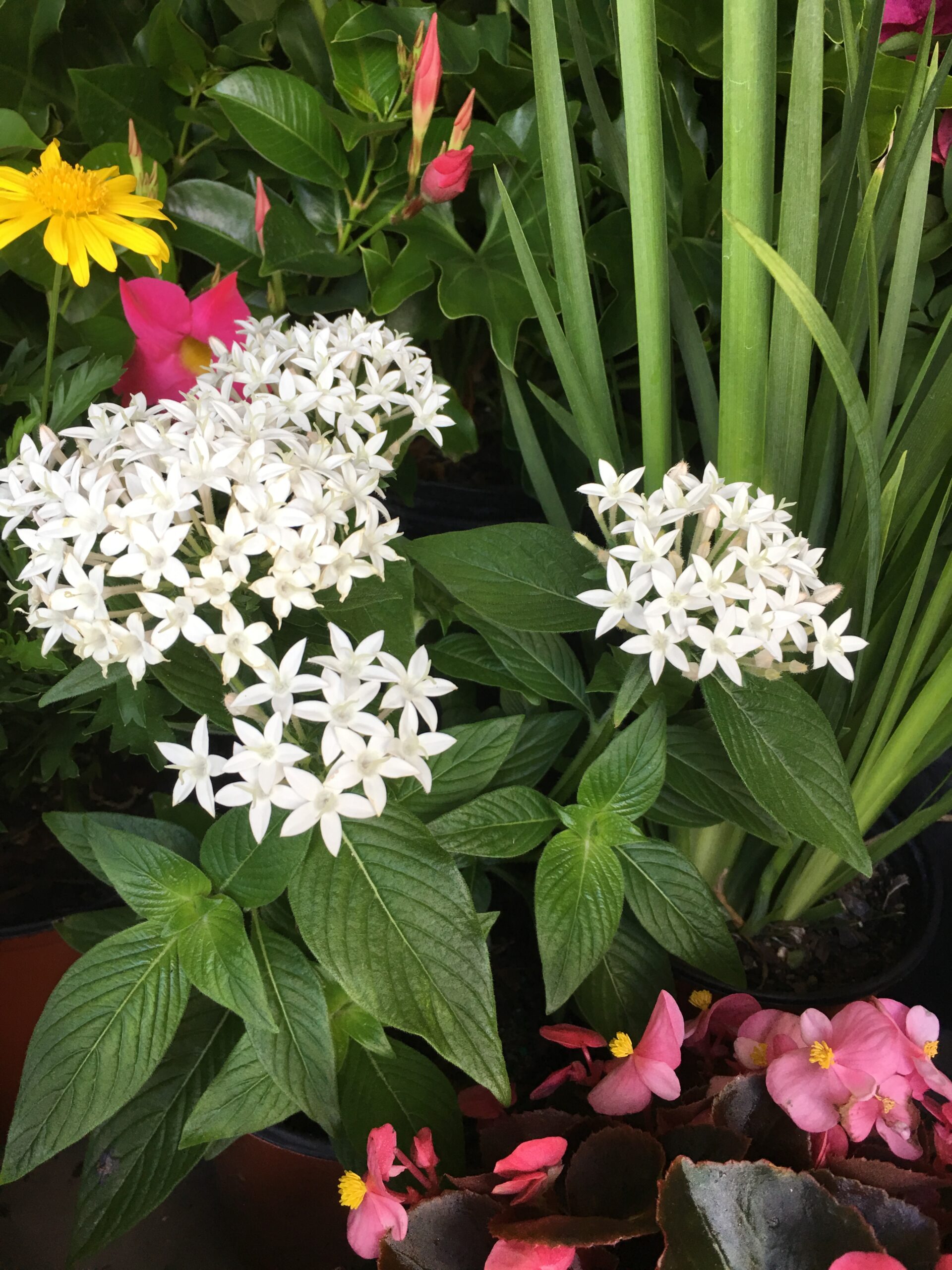 Pentas – Tree Farm & Nursery