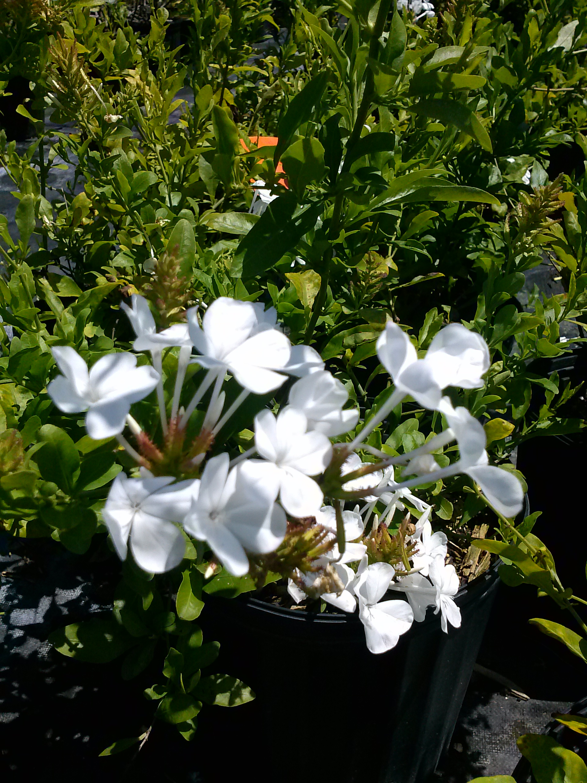 Plumbago – Tree Farm & Nursery