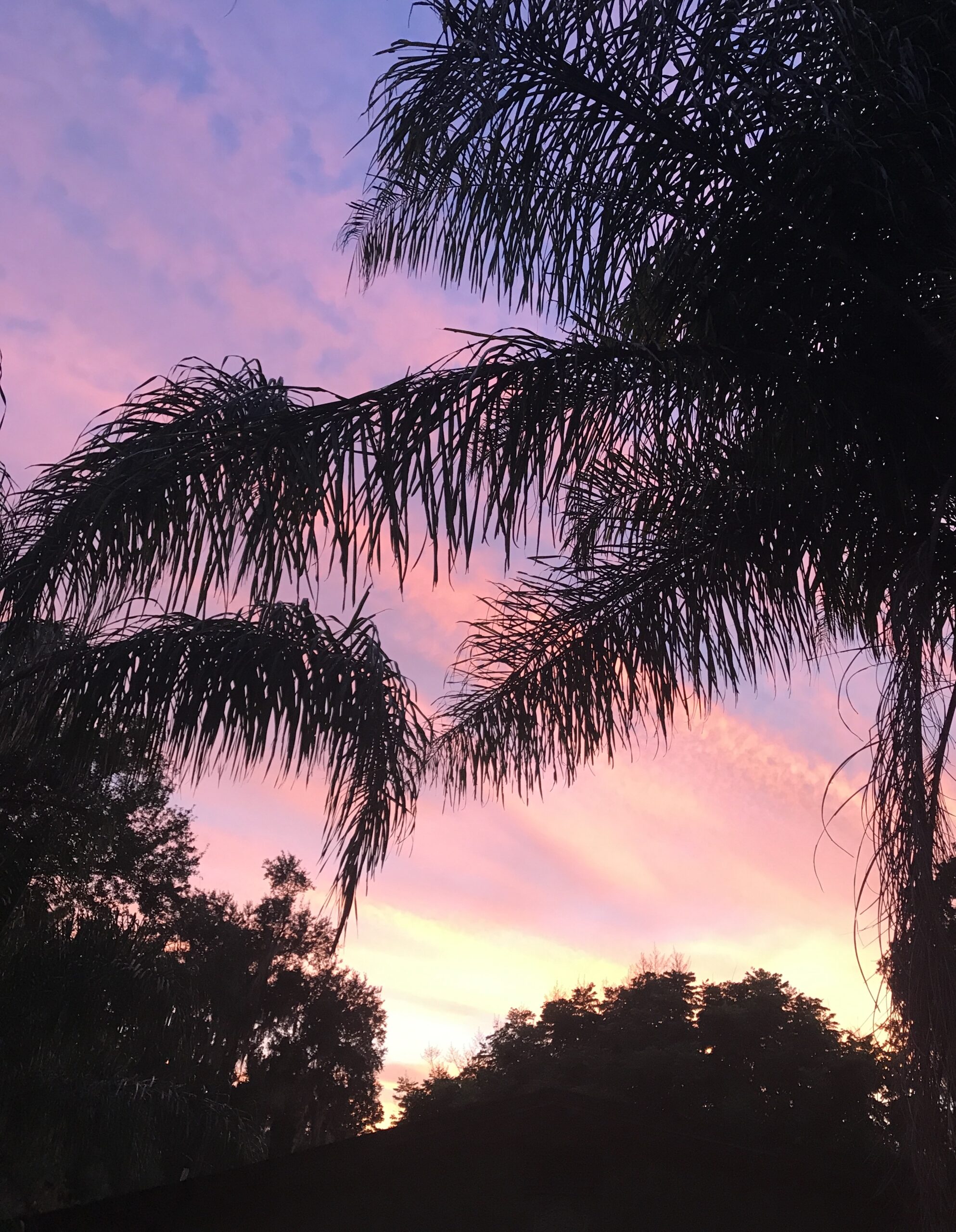 Palms – Tree Farm & Nursery