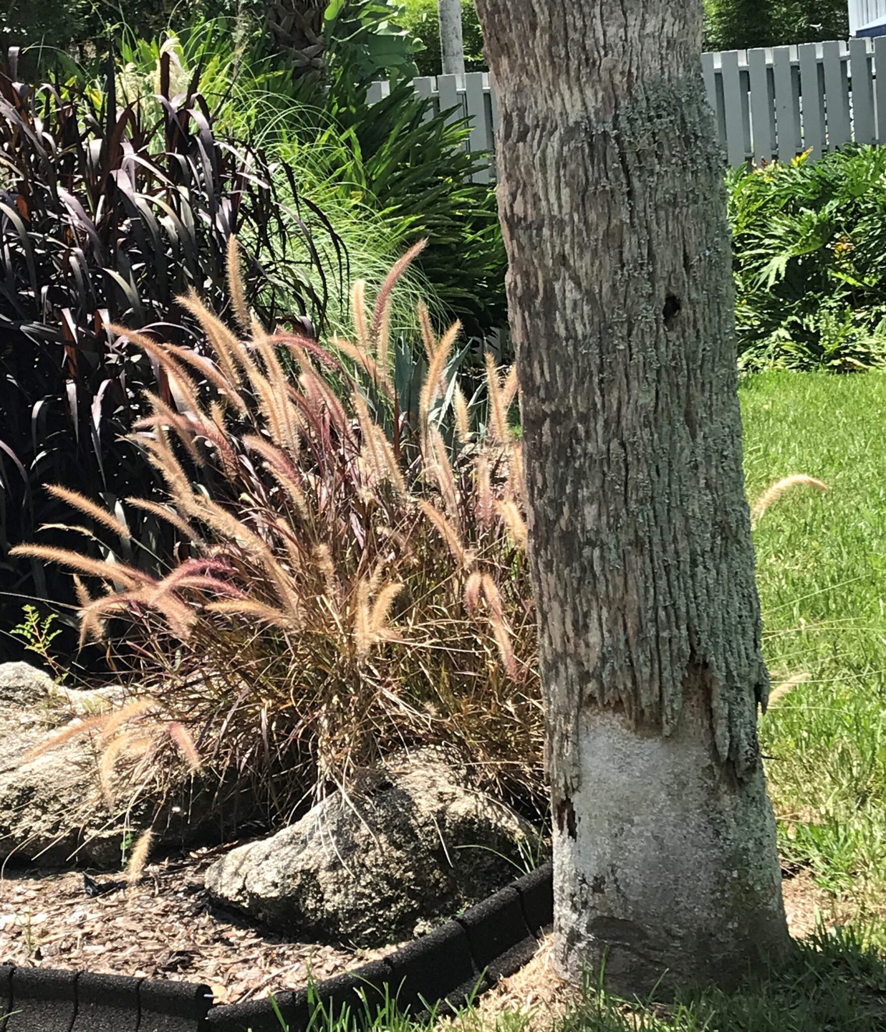 Red Fountain Grass – Tree Farm & Nursery