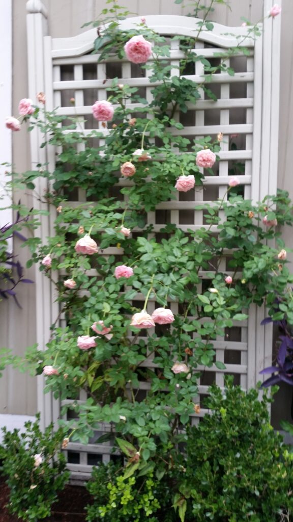 A Listing of Northeast Florida Roses by Category – Tree Farm & Nursery