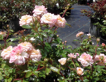 A Listing of Northeast Florida Roses by Category – Tree Farm & Nursery