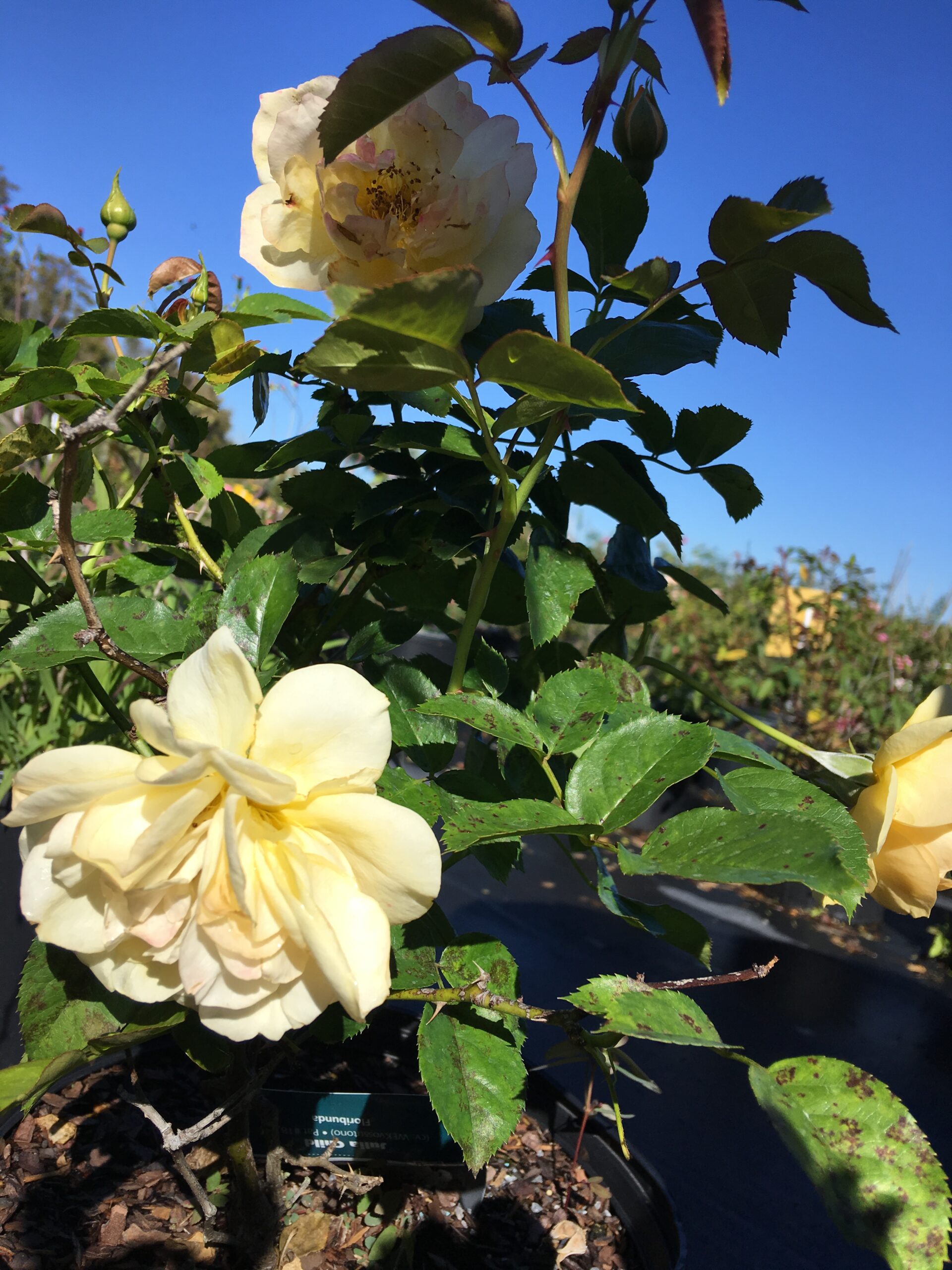 A Listing of Northeast Florida Roses by Category – Tree Farm & Nursery