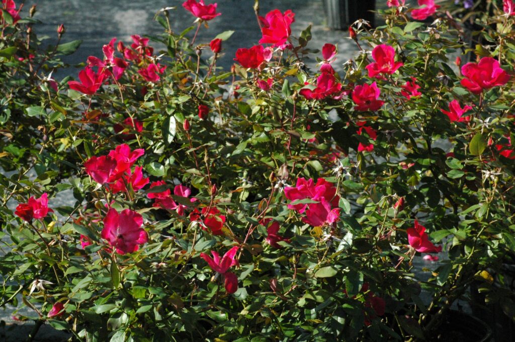 A Listing of Northeast Florida Roses by Category – Tree Farm & Nursery