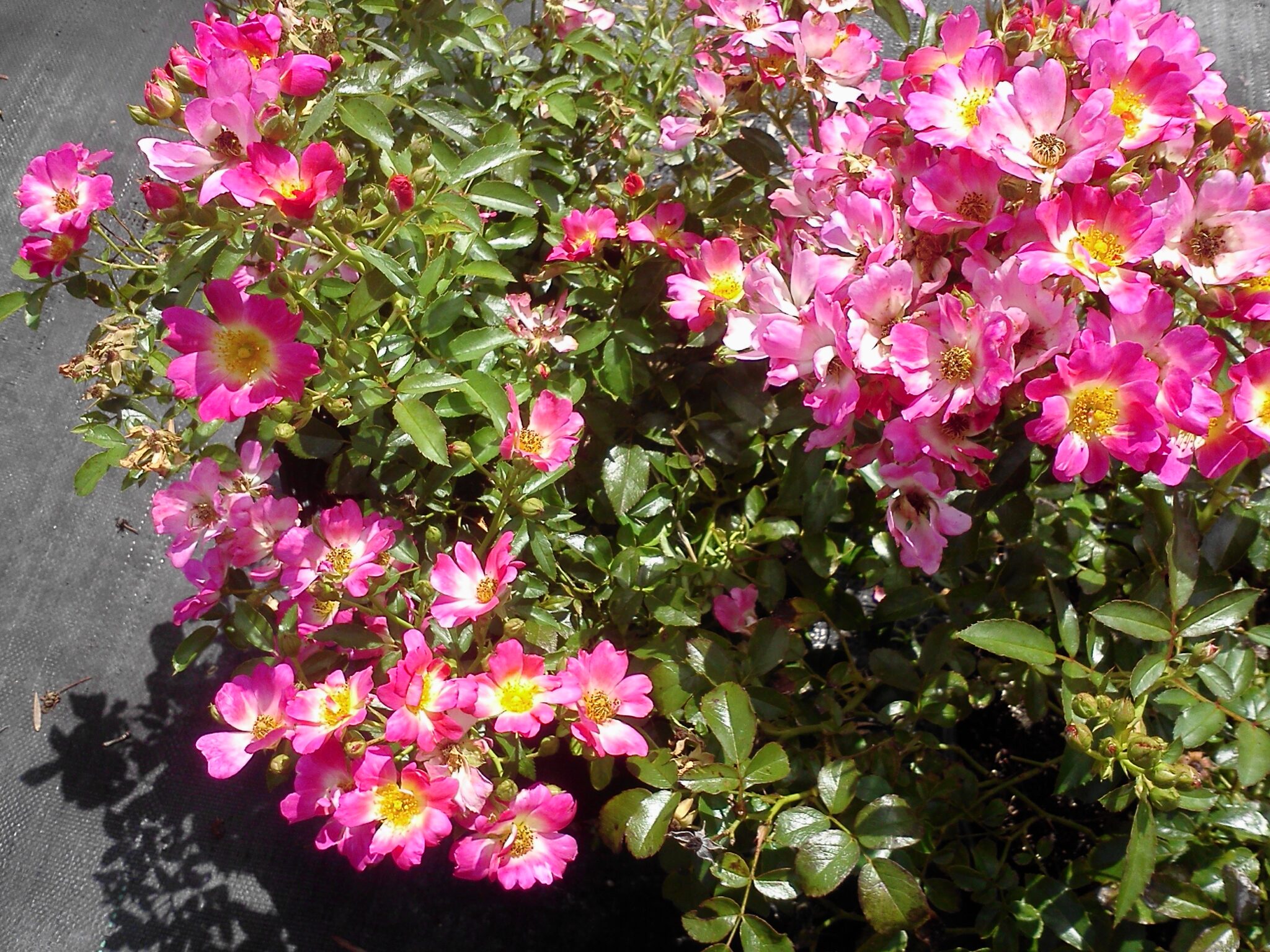 Drift Rose Pink – Tree Farm & Nursery