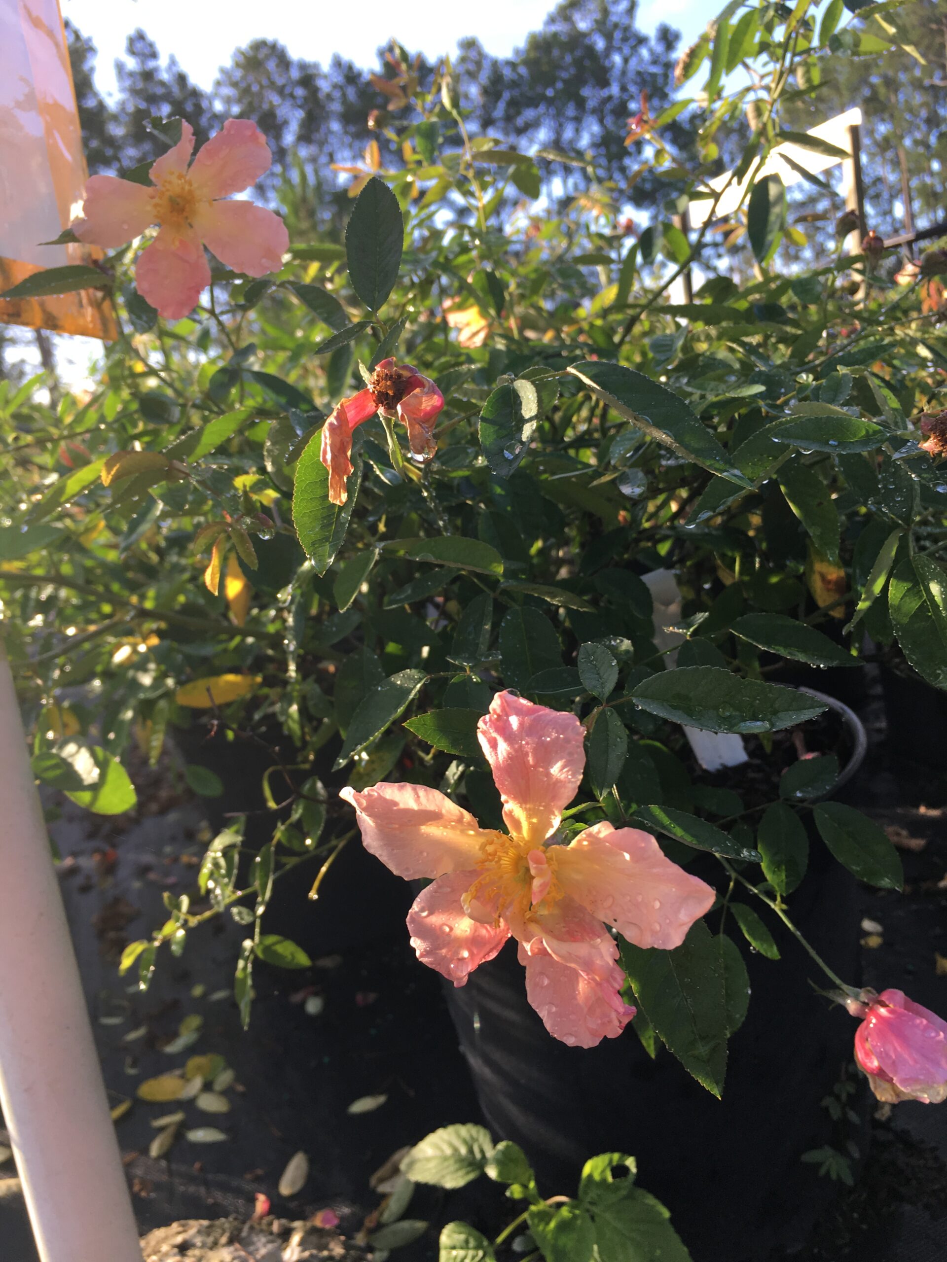 A Listing of Northeast Florida Roses by Category – Tree Farm & Nursery