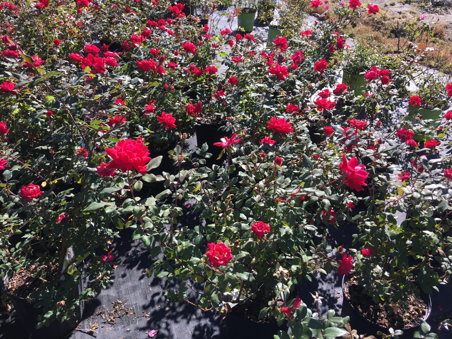 Knockout Rose Double Red / Rosa Radtko – Tree Farm & Nursery