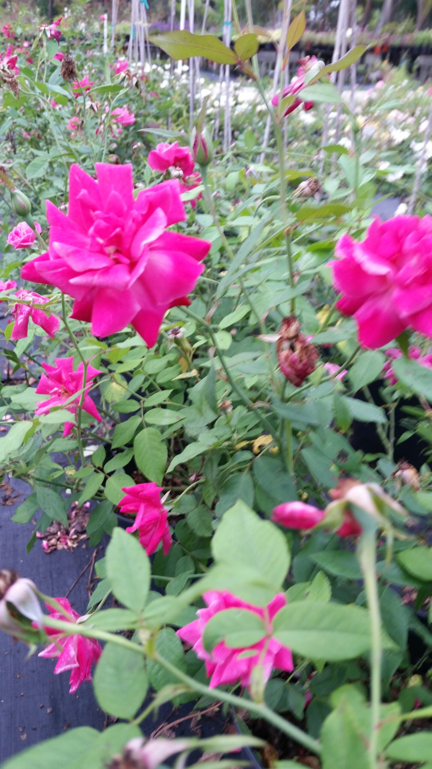 Roses – Tree Farm & Nursery