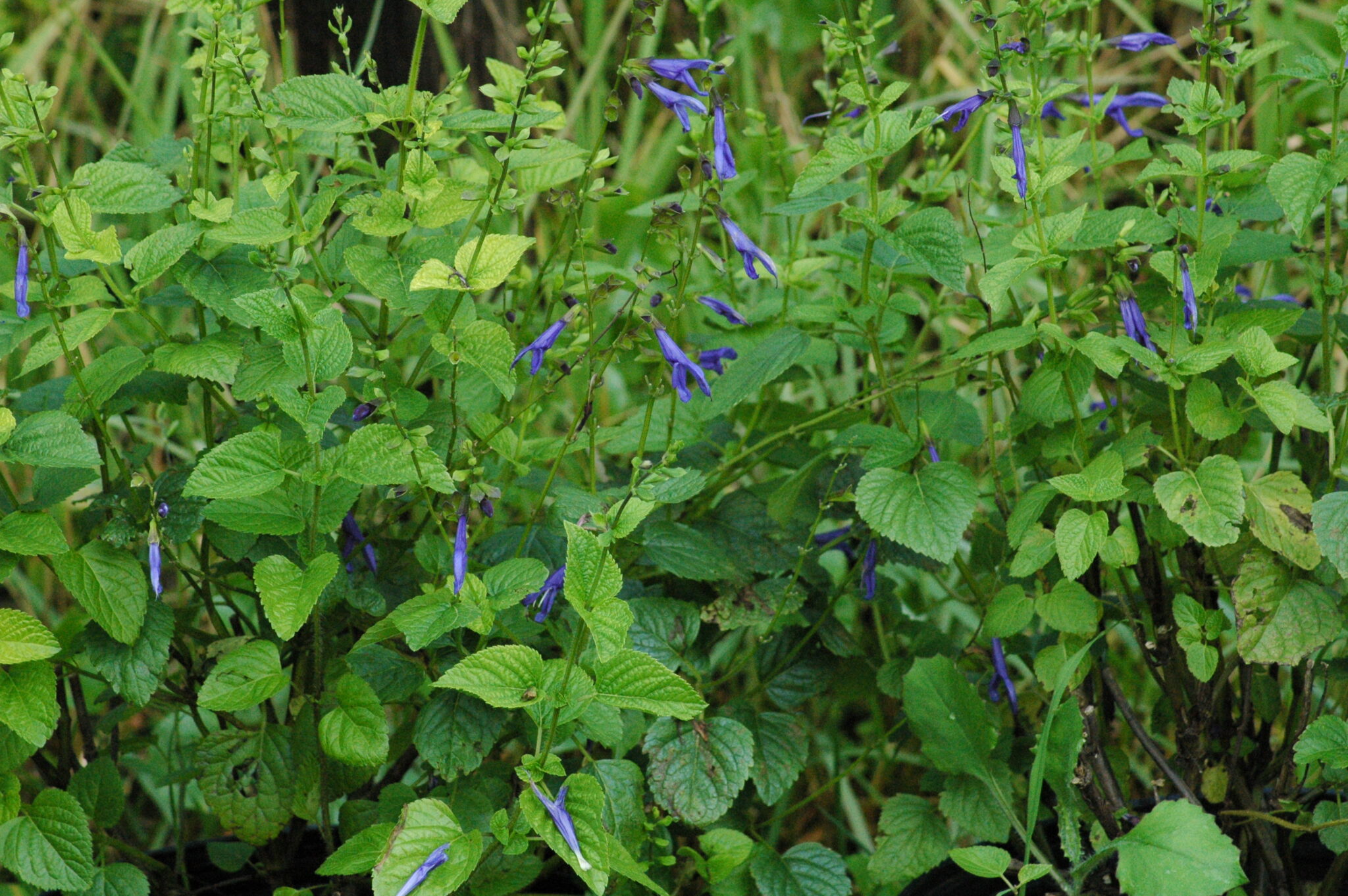Salvia Black and Blue – Tree Farm & Nursery