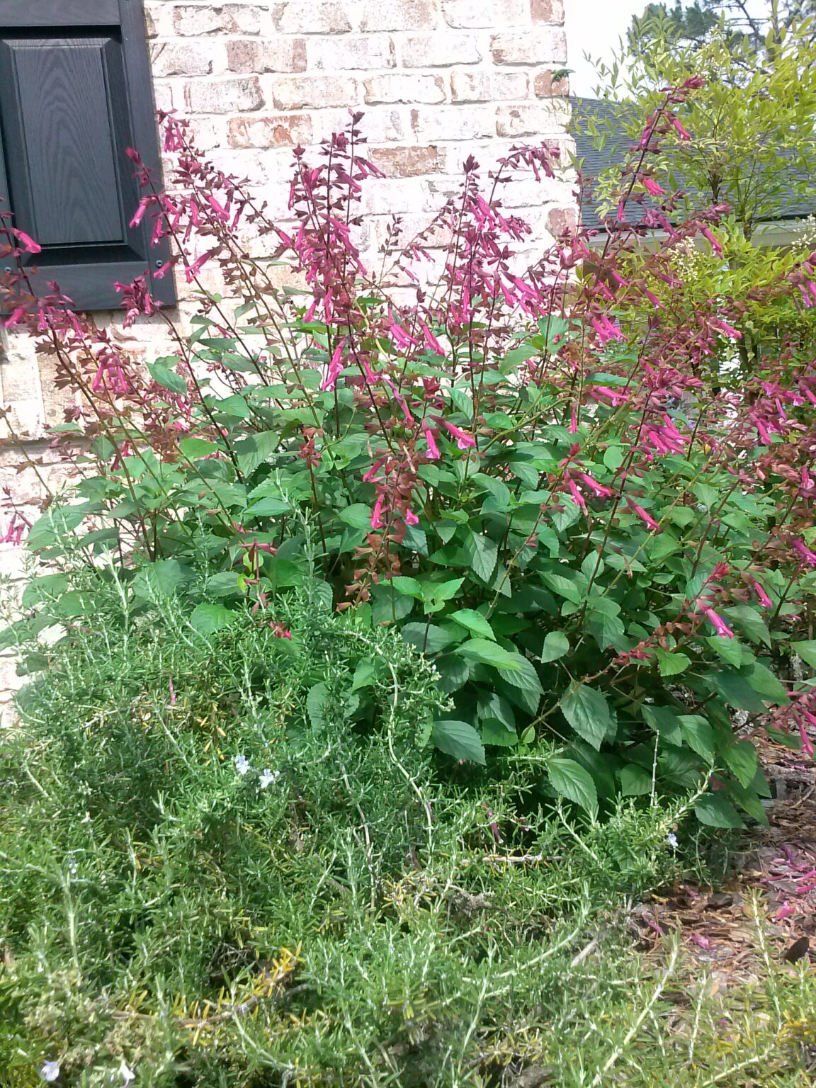 Salvia Wendy’s Wish – Tree Farm & Nursery