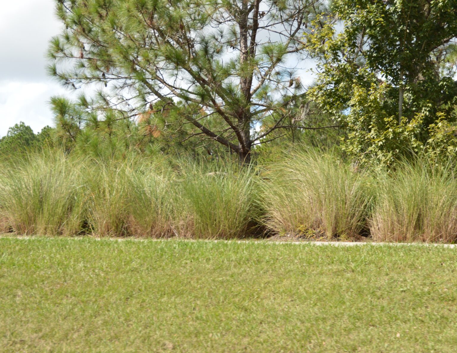Sand Cord Grass – Tree Farm & Nursery