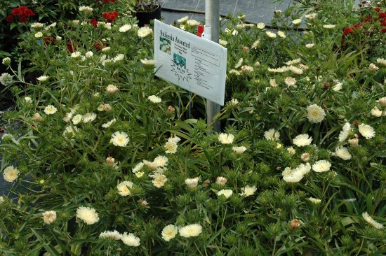 Stokesia ‘Mary Gregory’ – Tree Farm & Nursery