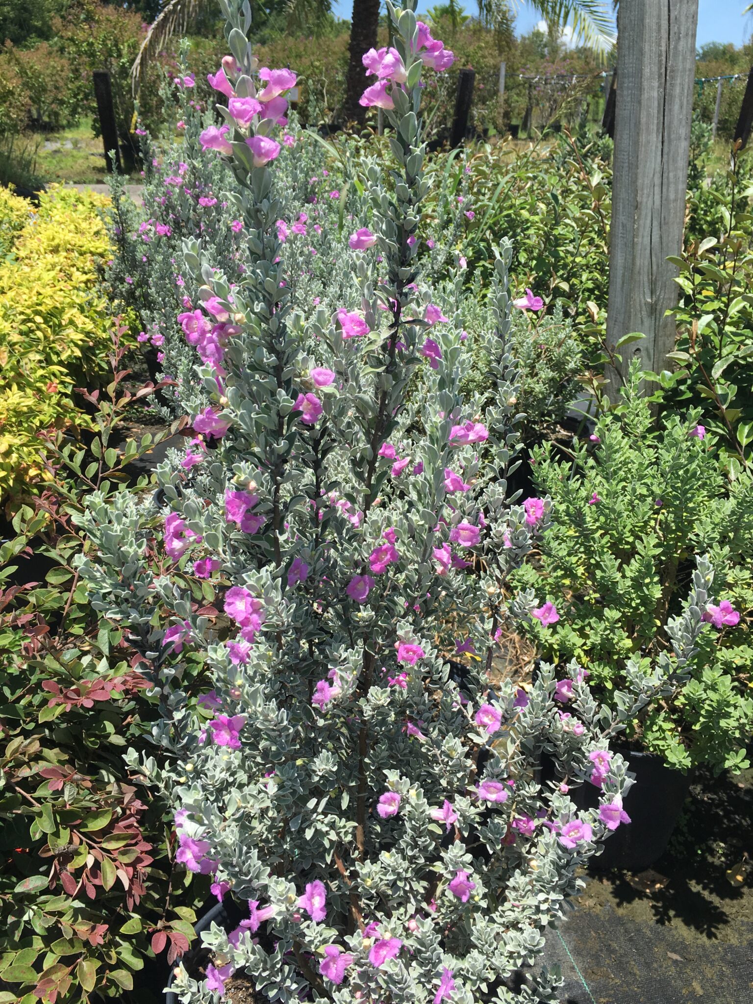 Texas Sage – Tree Farm & Nursery