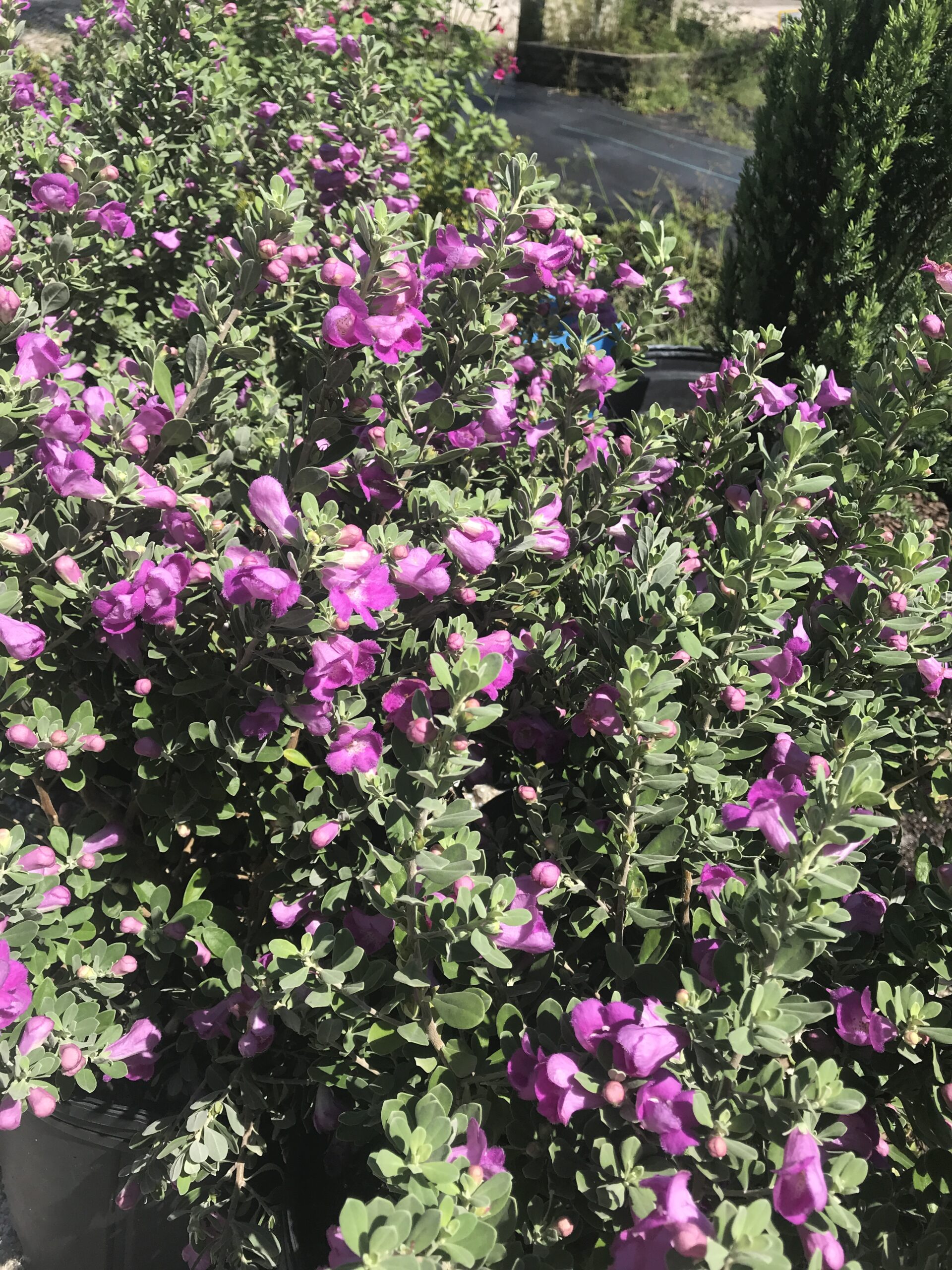 Texas Sage – Tree Farm & Nursery