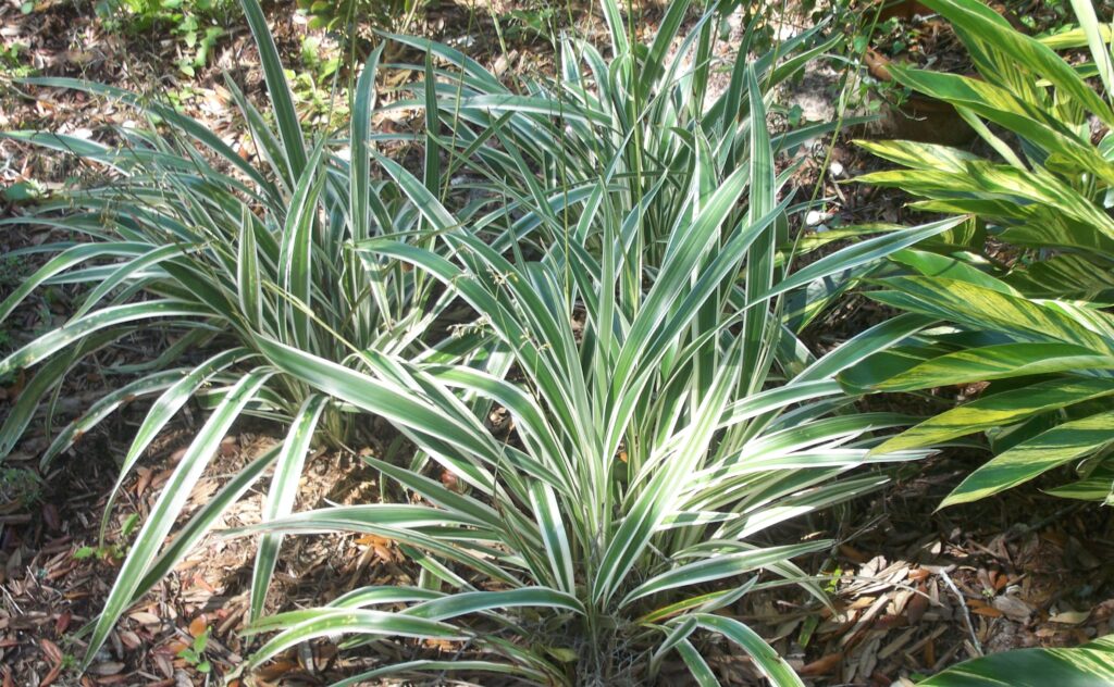 Variegated Flax Lily – Tree Farm & Nursery