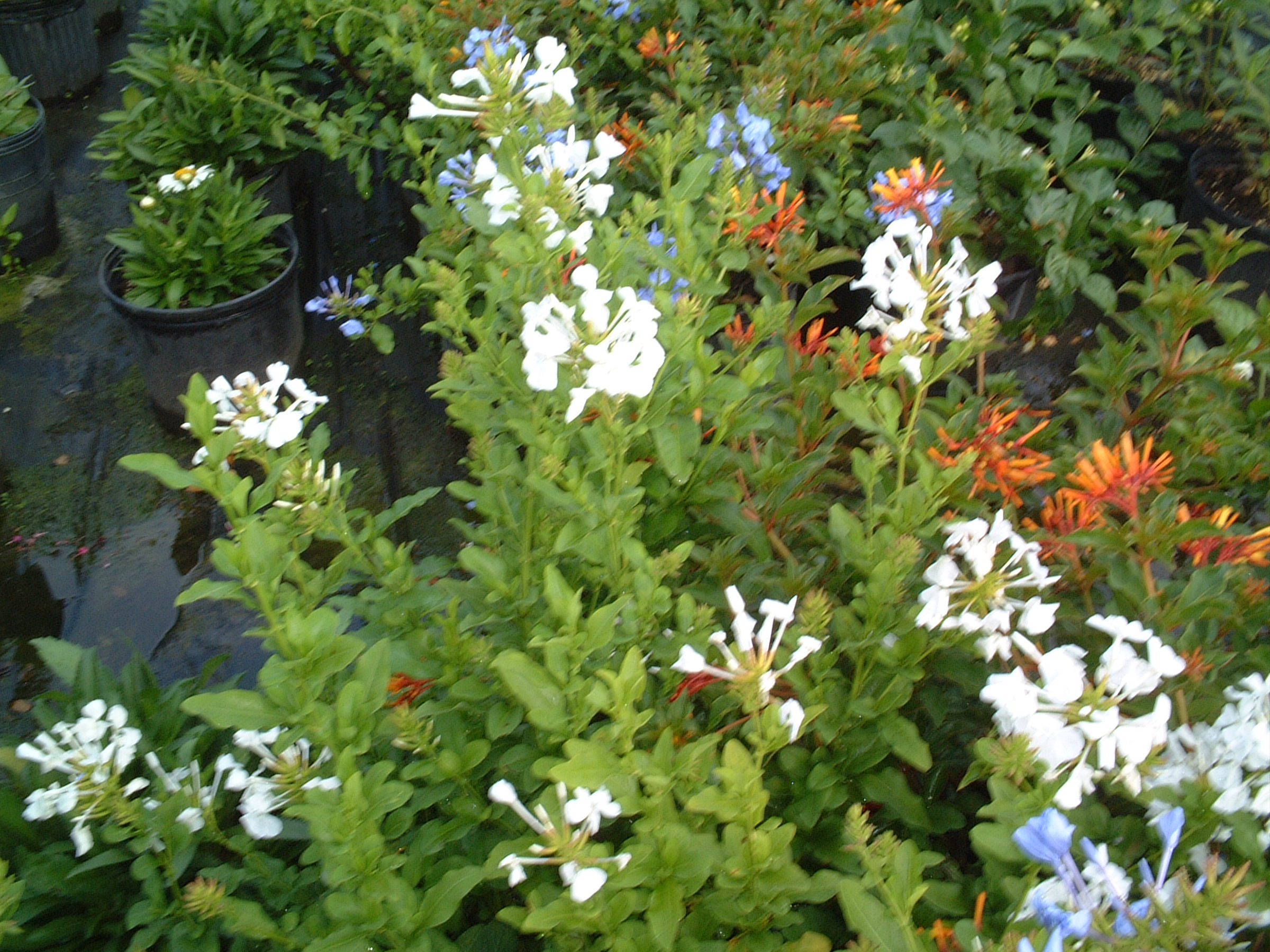 Plumbago – Tree Farm & Nursery