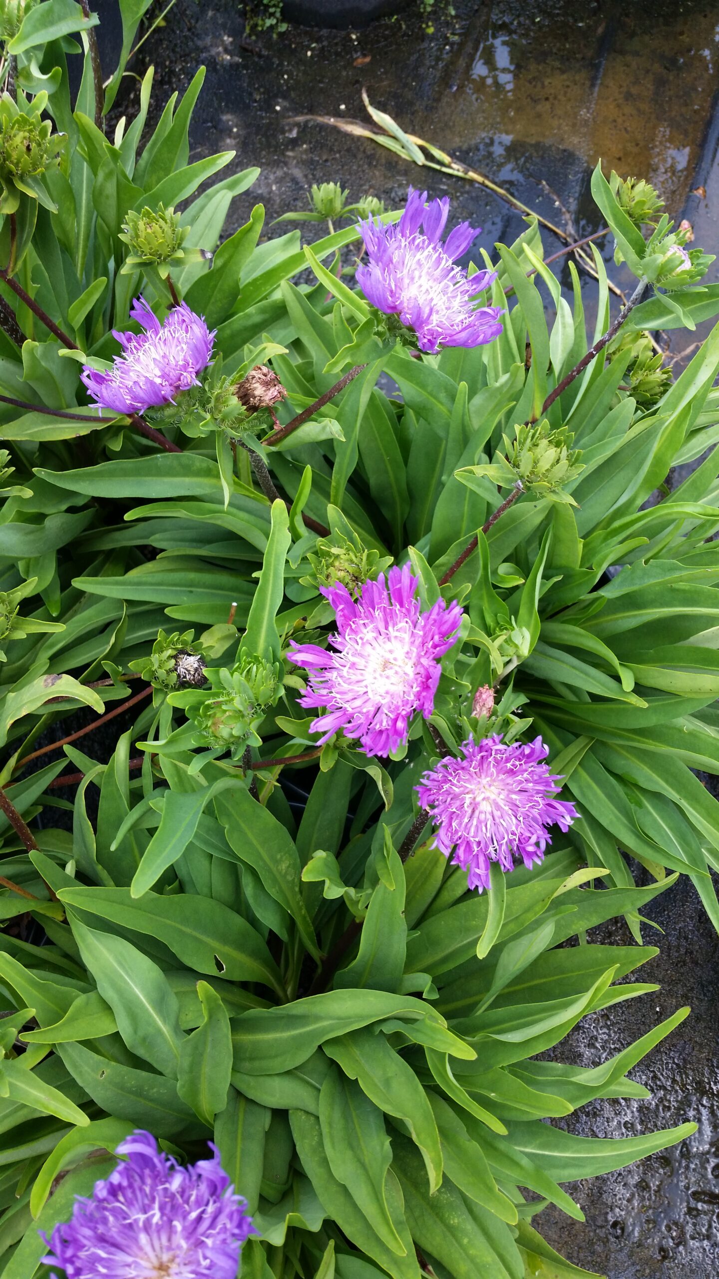 Stokesia / Stokes Aster – Tree Farm & Nursery